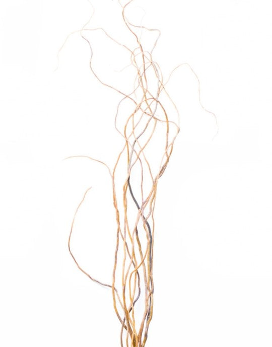 Curly Willow Tree Branch Bundle, 3-4 Feet - Save-On-Crafts
