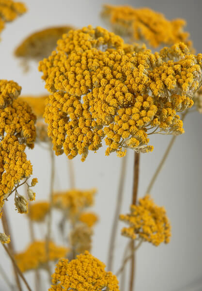 Yellow Natural Yarrow 10 stems - Save-On-Crafts