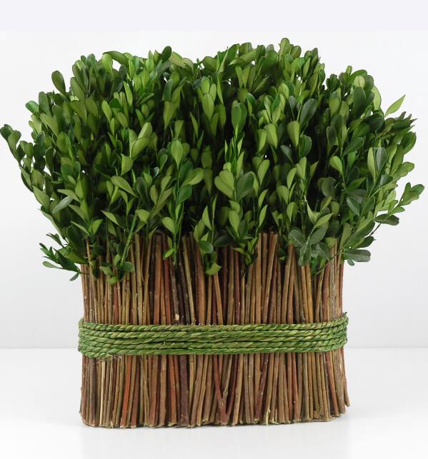 11" Standing Preserved Boxwood Arrangement - Save-On-Crafts